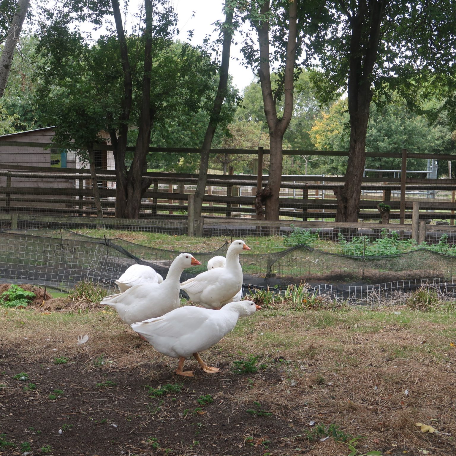 Mudchute Farm - Backyard Poultry